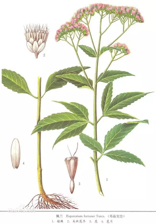 每天一味中草药：佩兰，，天然香水，驱赶蚊虫，也可沐浴存香张会永副主任医师爱问健康 9128