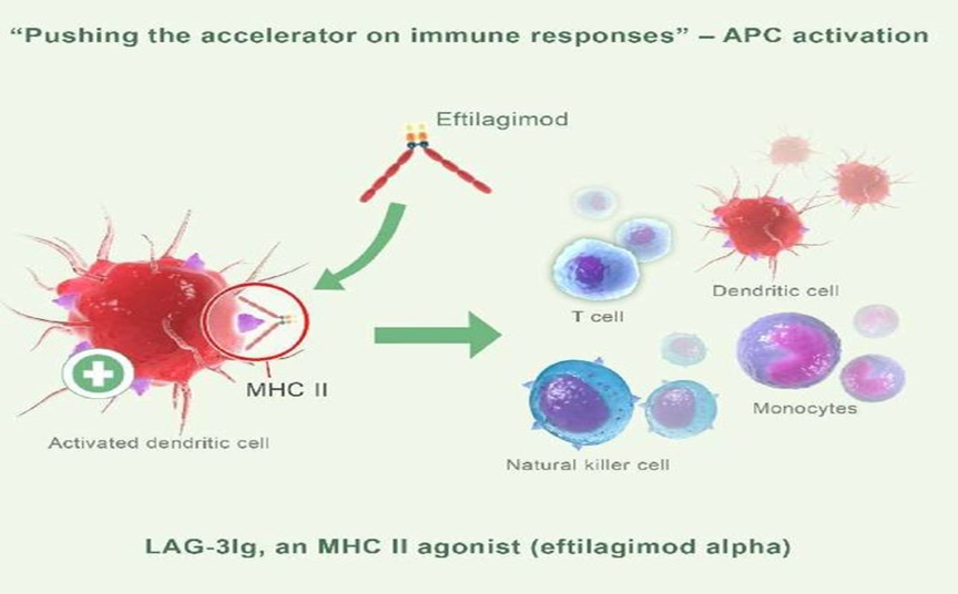 LAG-3单抗是什么？_钟润波_主任医师_爱问健康